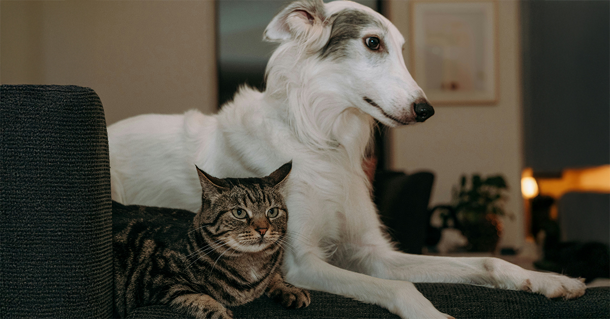 Why Cats Aren't Just Small Dogs: The Truth About Feline-Specific ...