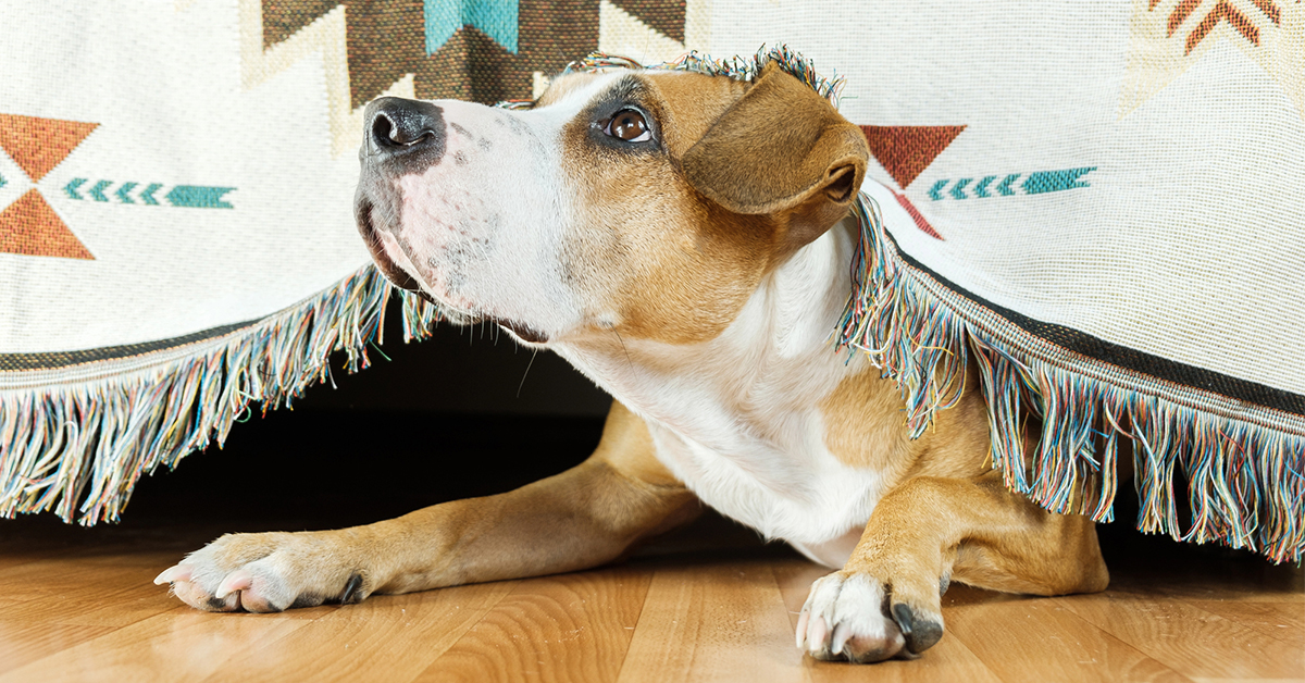 The Truth About Dog Anxiety Medication — What a Veterinary Behaviorist ...